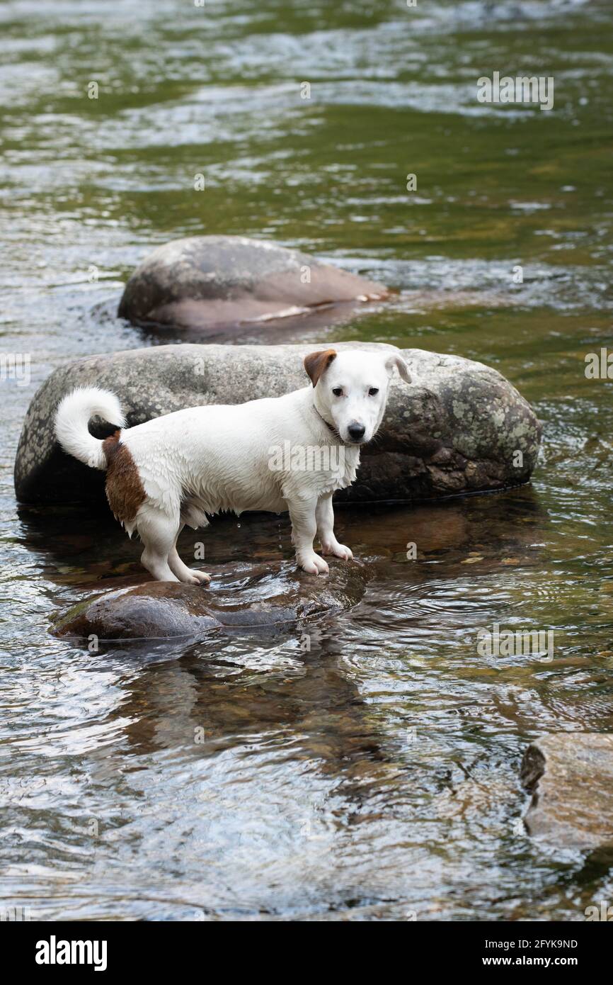 Cute white dog Rack Russel in a forest lake Stock Photo - Alamy
