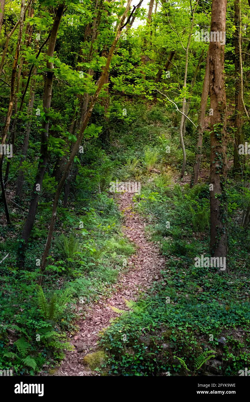 Long pathway hidden in a forest Stock Photo - Alamy