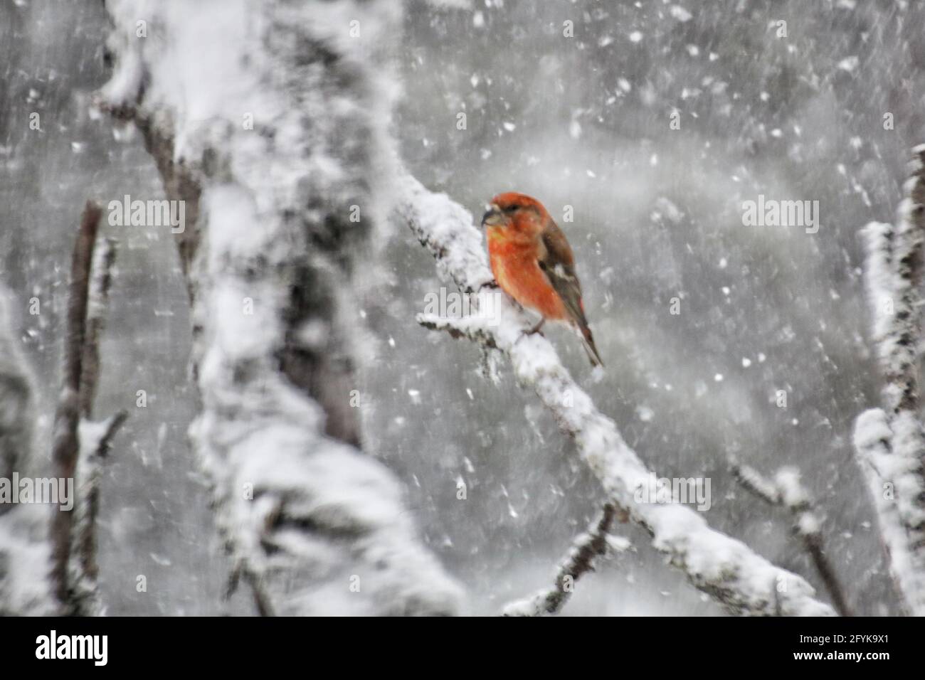 Cold weather parrot hi-res stock photography and images - Alamy