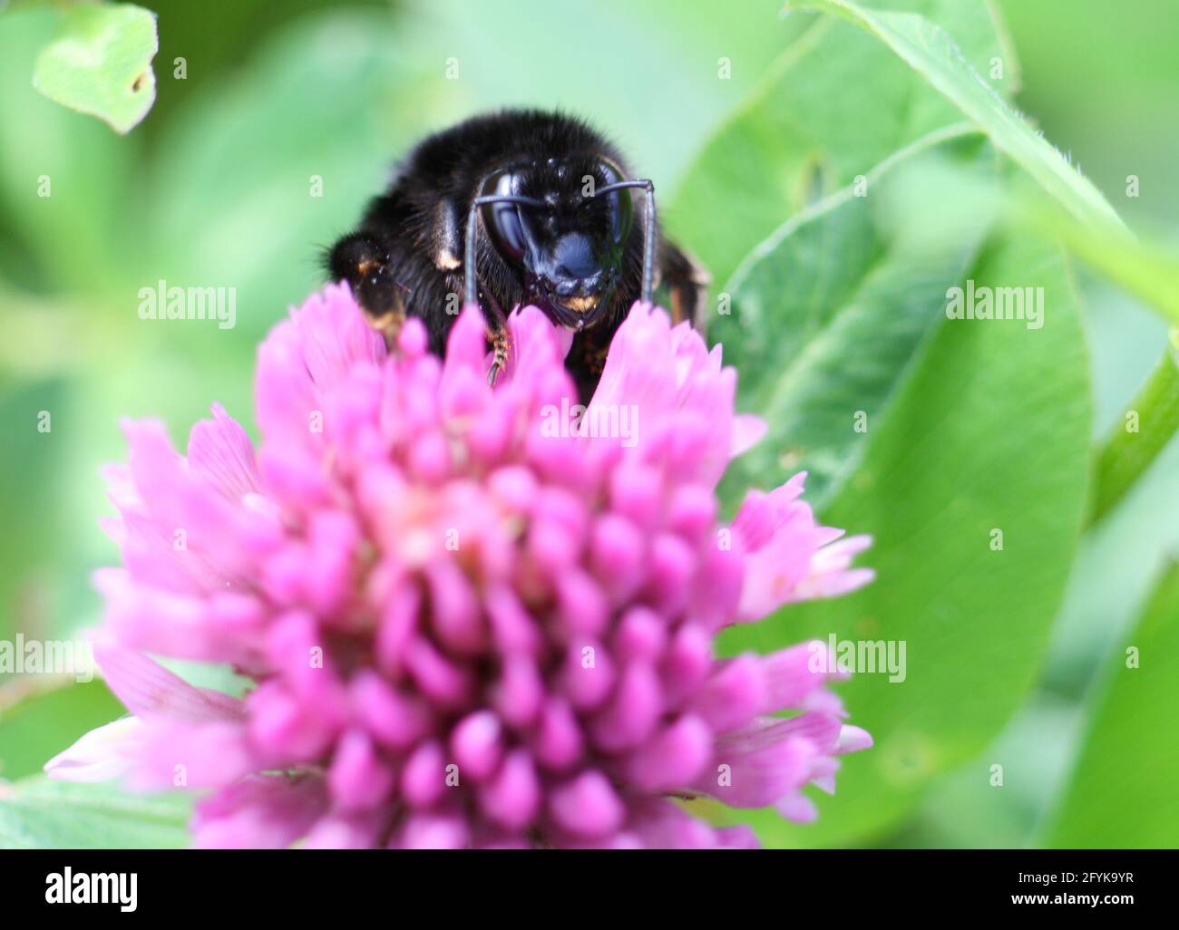 Red clover bee hi-res stock photography and images - Alamy