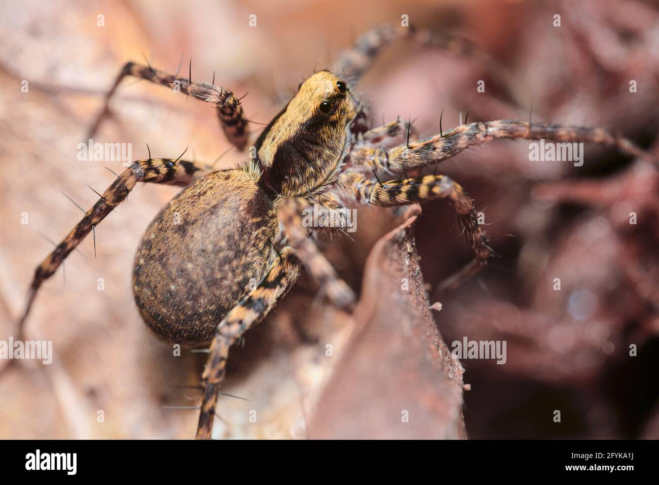 Macro wolf spider hi-res stock photography and images - Alamy