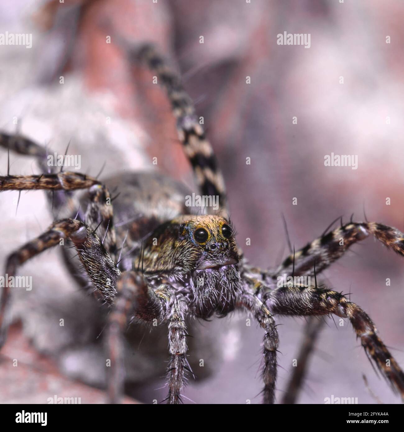 Macro of wolf spider Stock Photo - Alamy