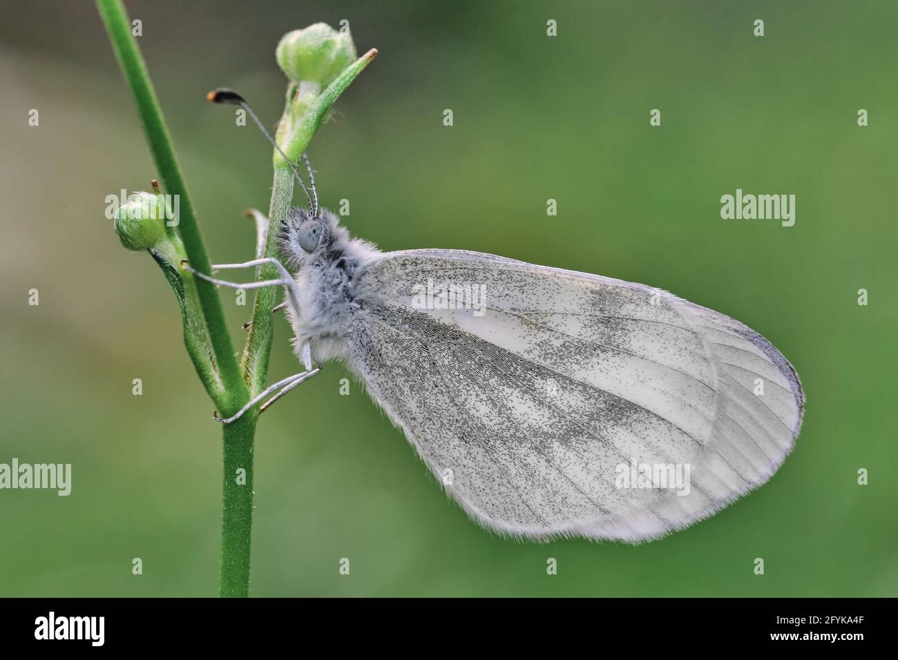 Leptidea sinapis wings hi-res stock photography and images - Alamy