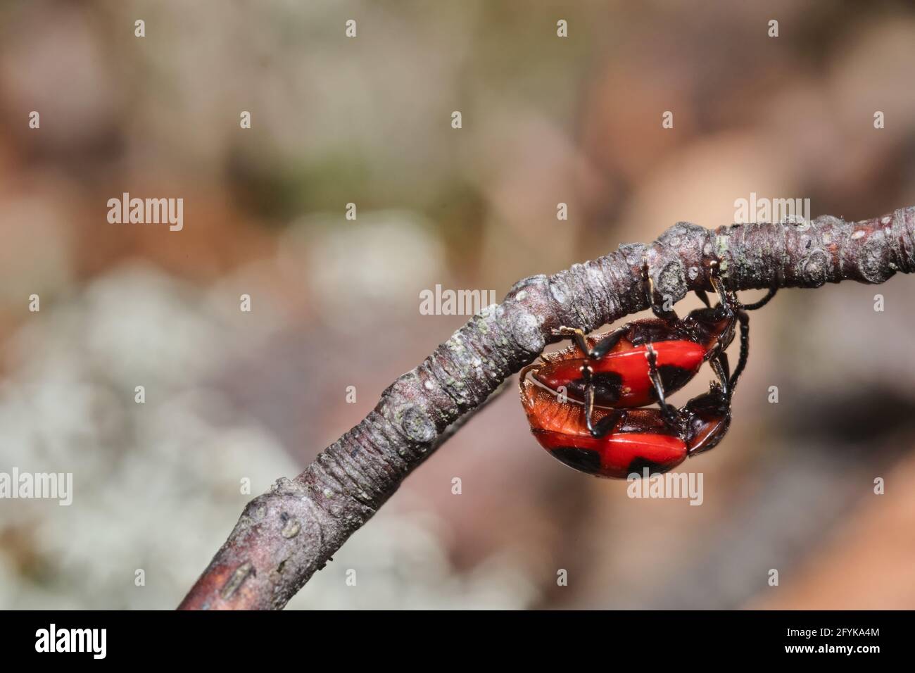 Macro of ladybugs mating on branch Stock Photo - Alamy