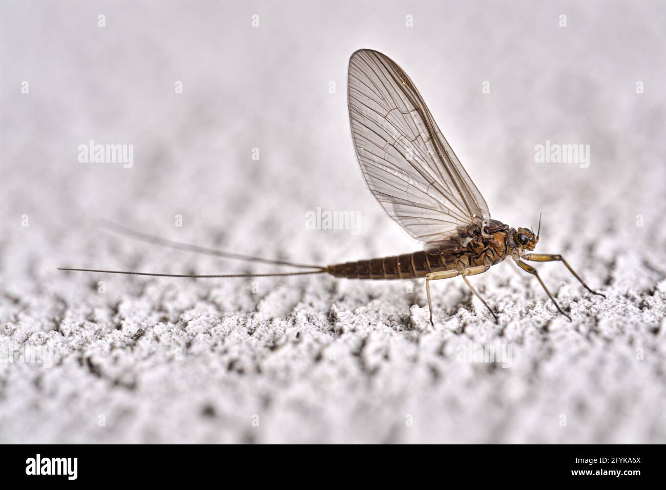Mayfly tails hi-res stock photography and images - Alamy