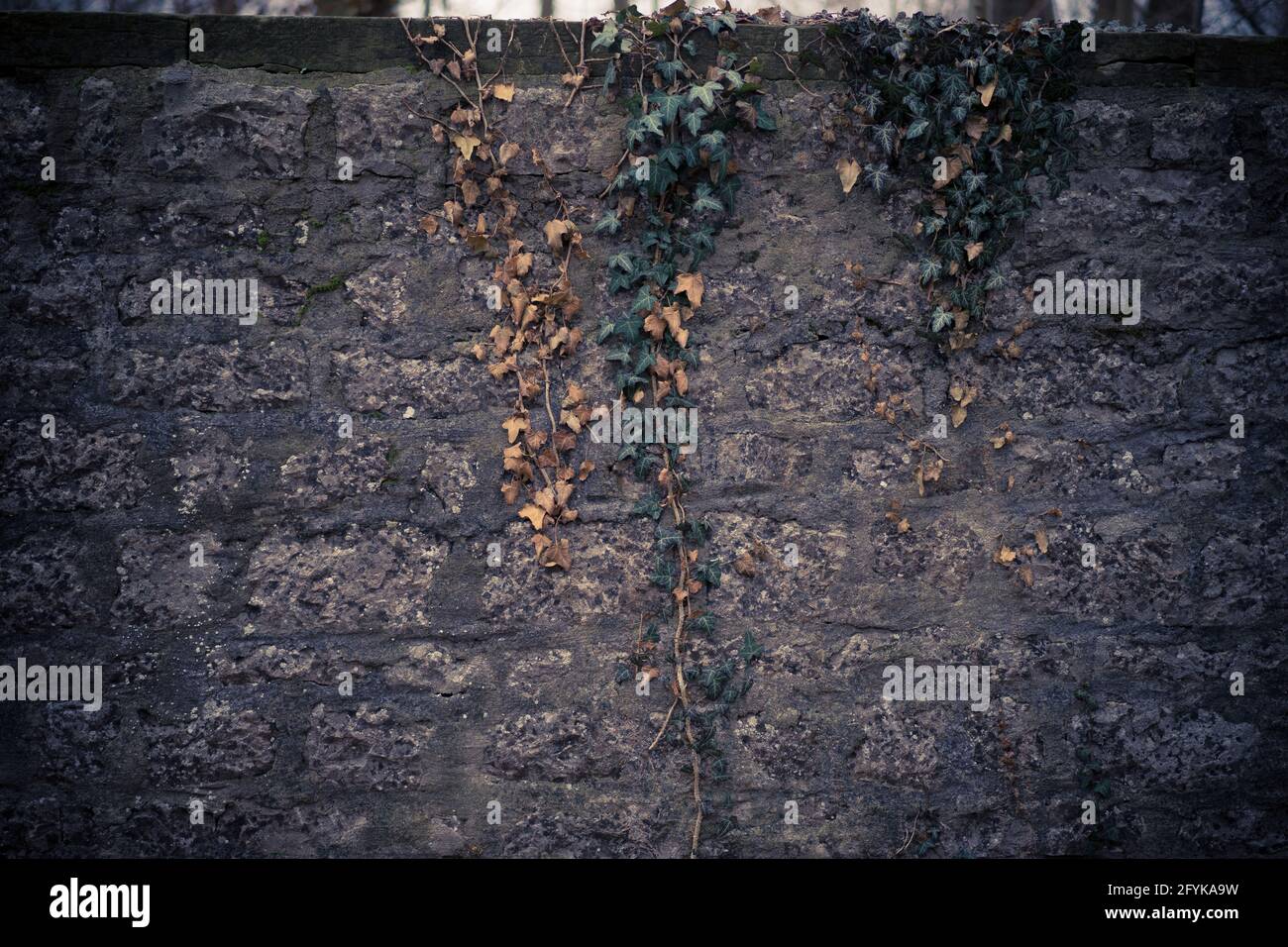 Closeup shot of a stone wall and muggling branches with green and dried ...