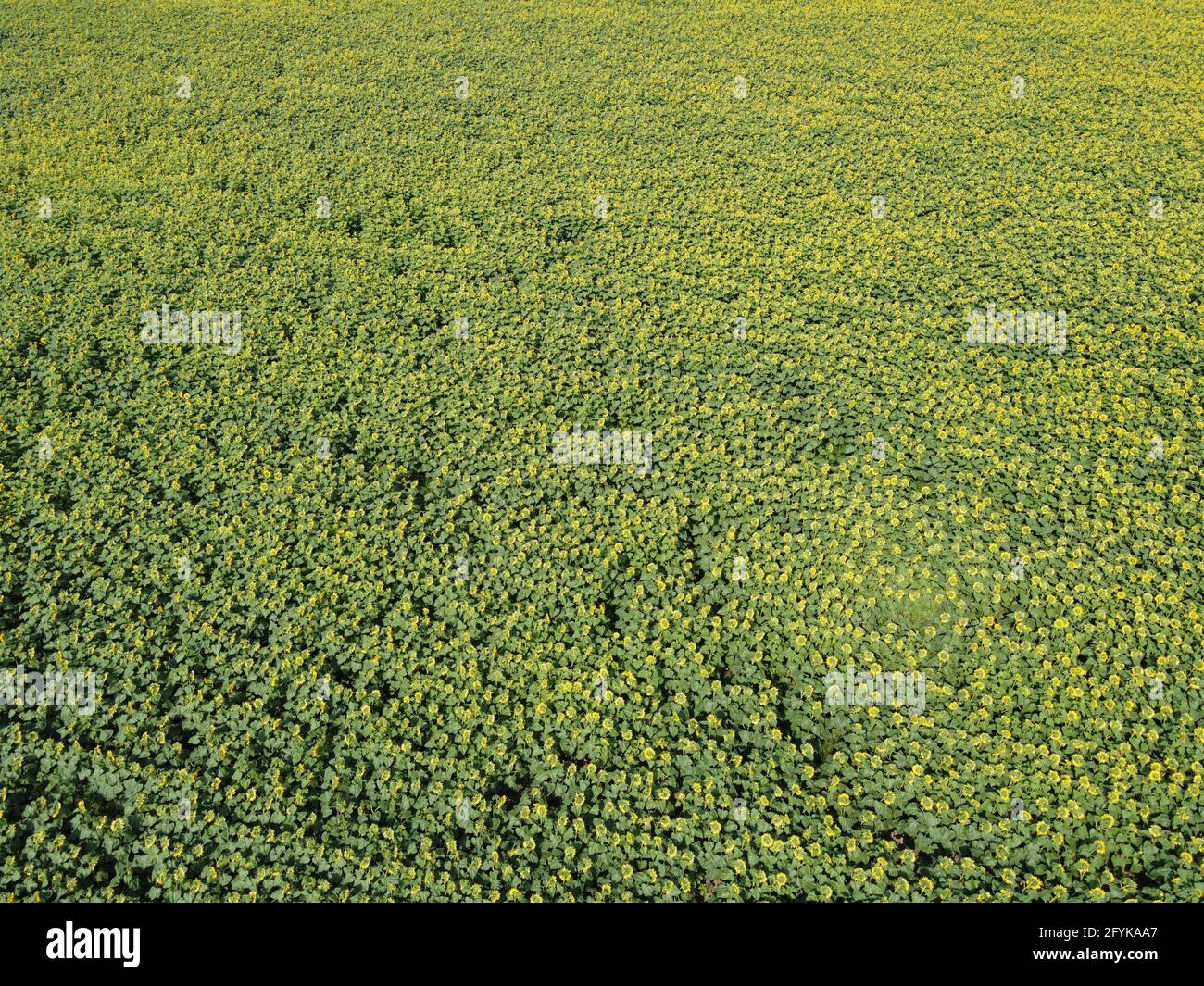 Aerial shot field planted sunflowers hi-res stock photography and ...