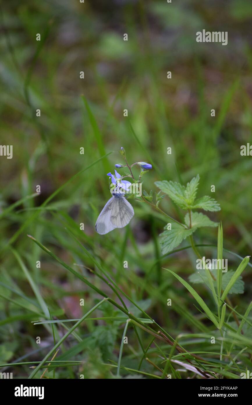 Butterfly subspecies hi-res stock photography and images - Alamy