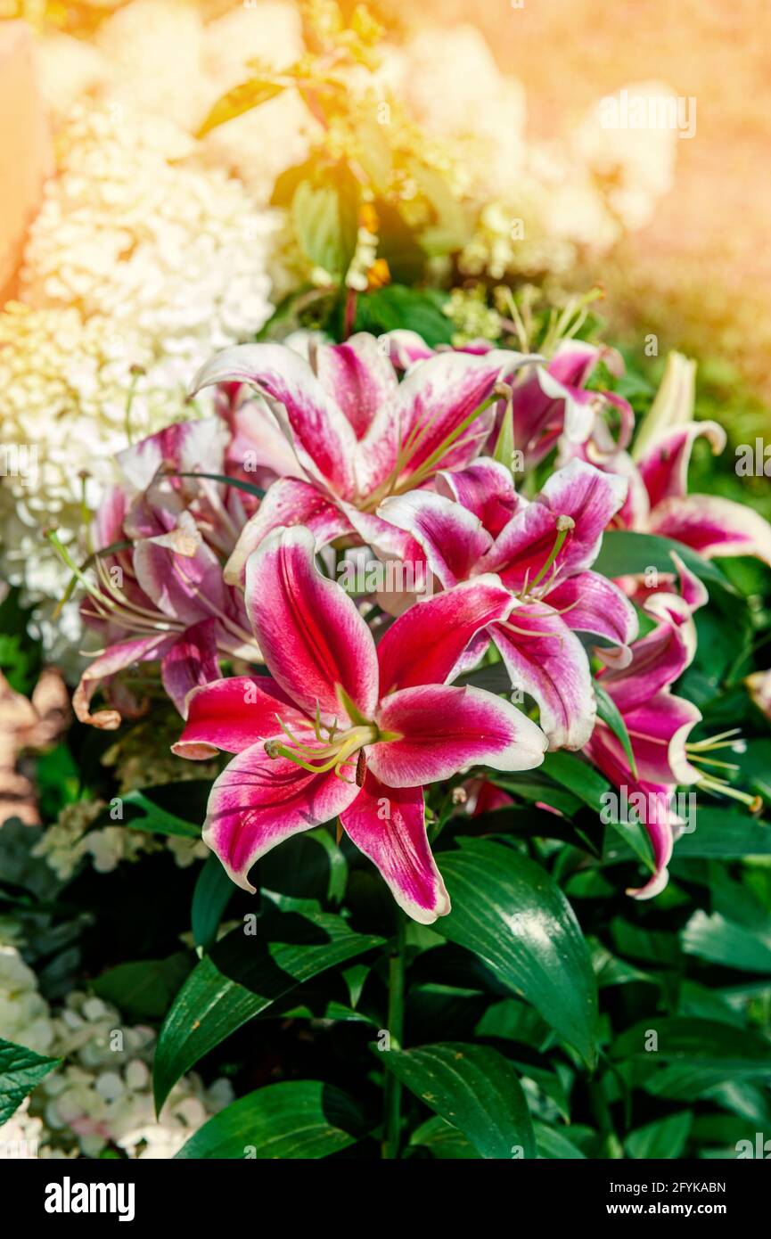two-tone pink lily decorates the flower bed on a sunny day. Bright ...