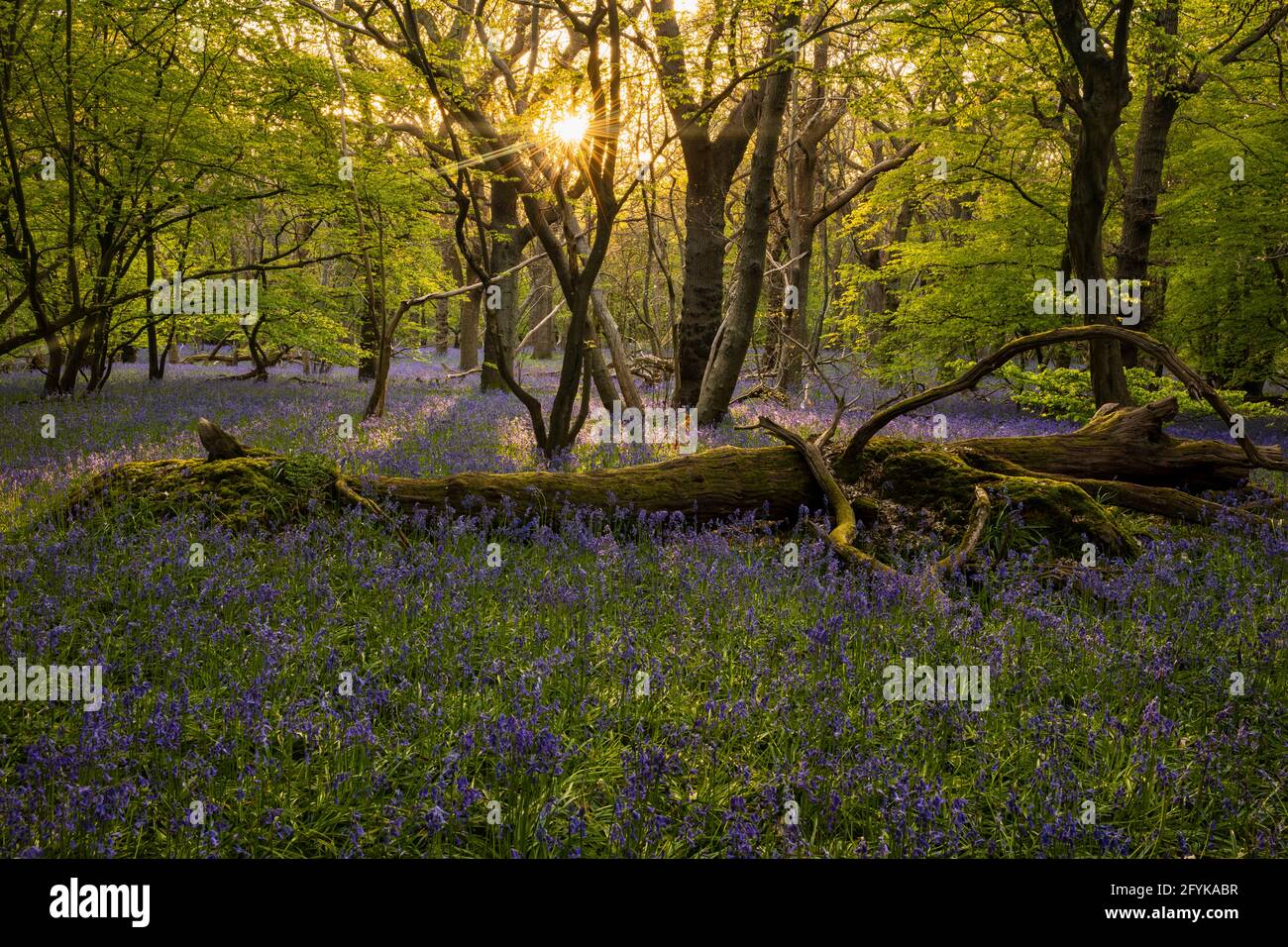 Sun setting through the trees in bluebell woodland on the low weald ...