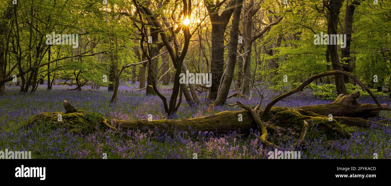 Sun setting through the trees in bluebell woodland on the low weald ...