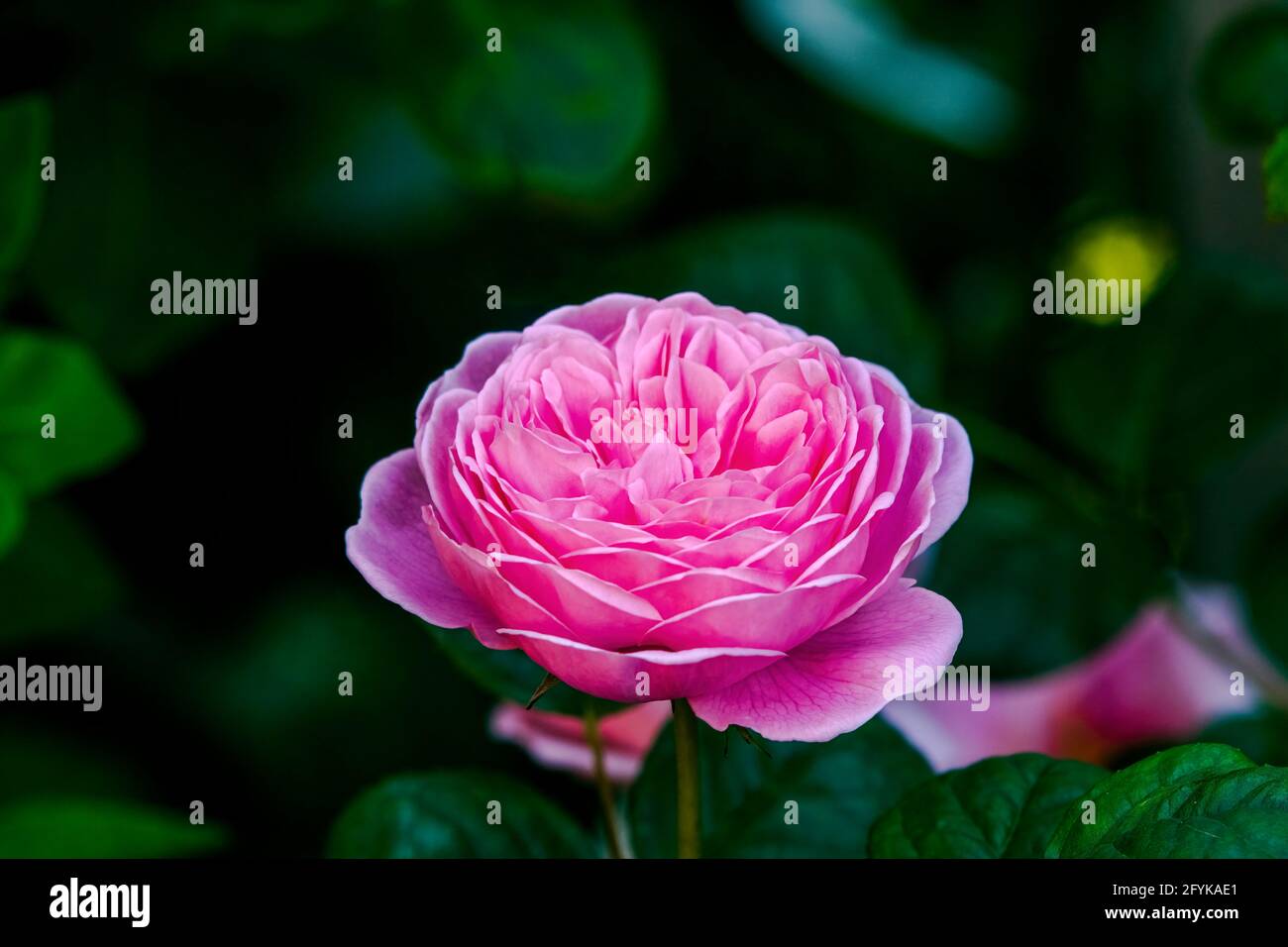 pink English rose Stock Photo - Alamy
