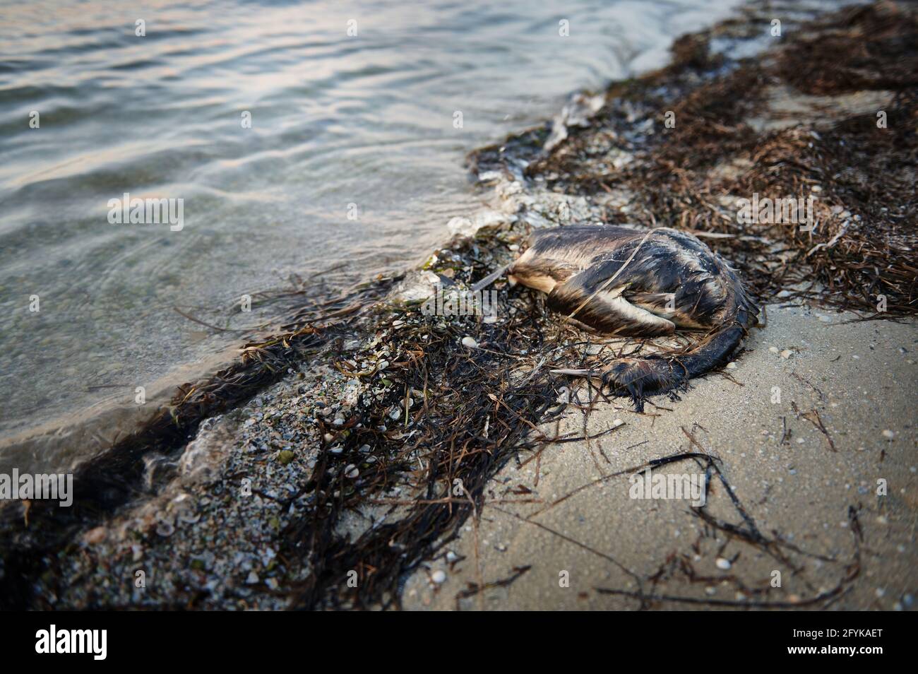 Dead swan, shrouded in algae on the sandy polluted bank of the estuary ...