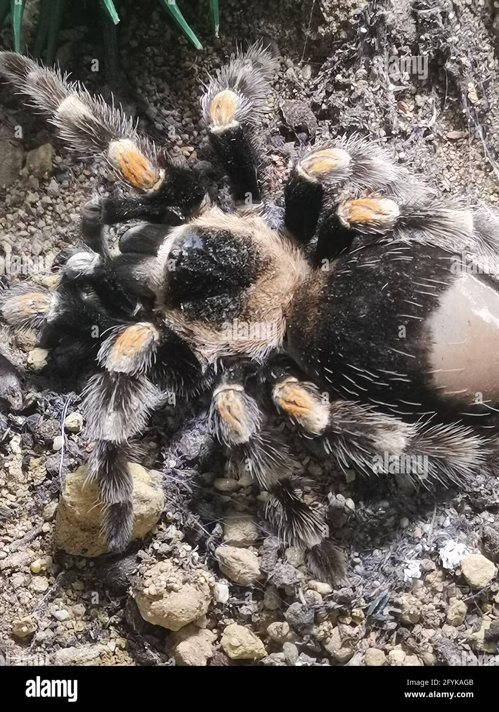 Little tarantula hi-res stock photography and images - Alamy