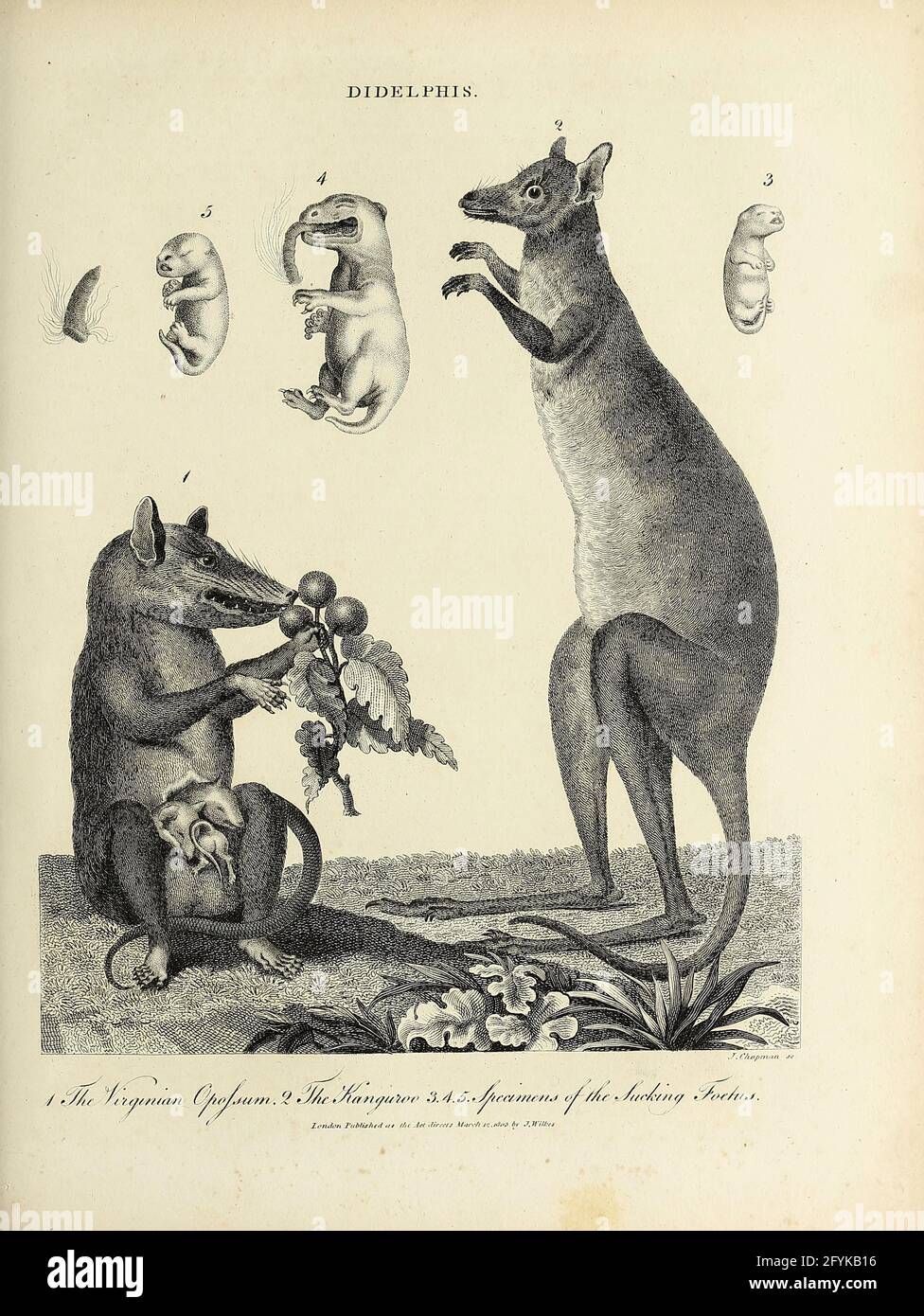 Marsupials Of The World
