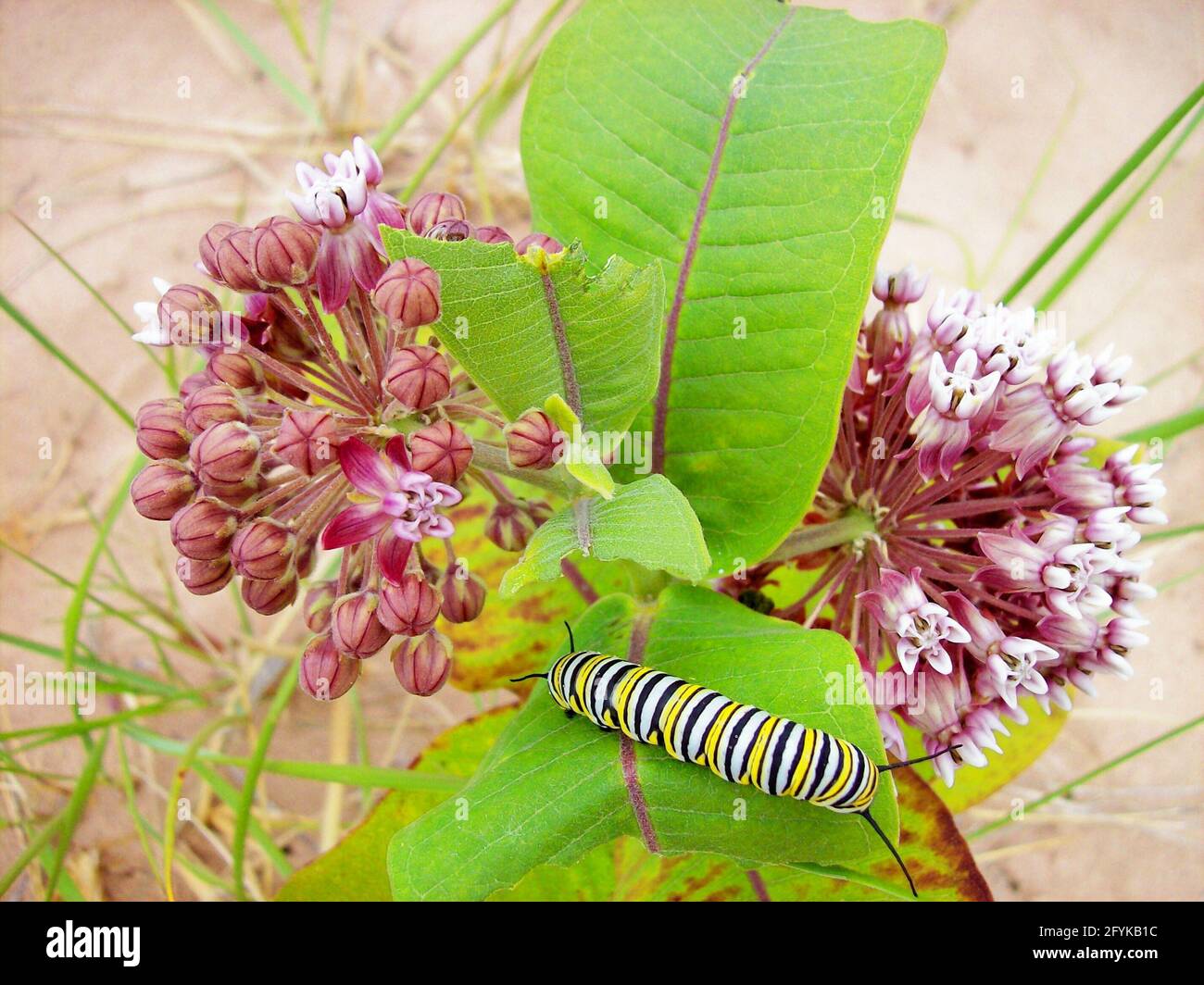 a monarch butterfly larva feeds on swamp milkweed along a michigan dune ...