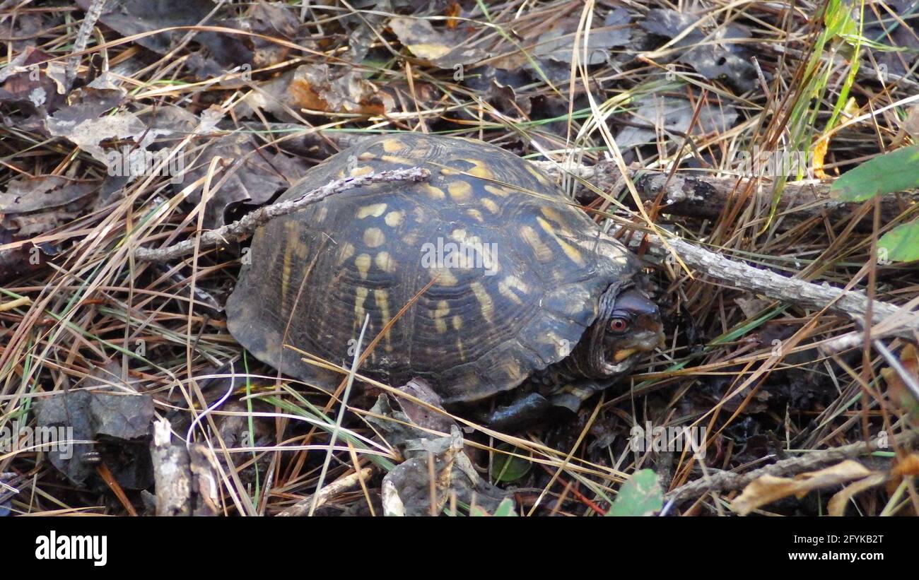 An eastern box turtle meanders along the forest floor in eastern north ...
