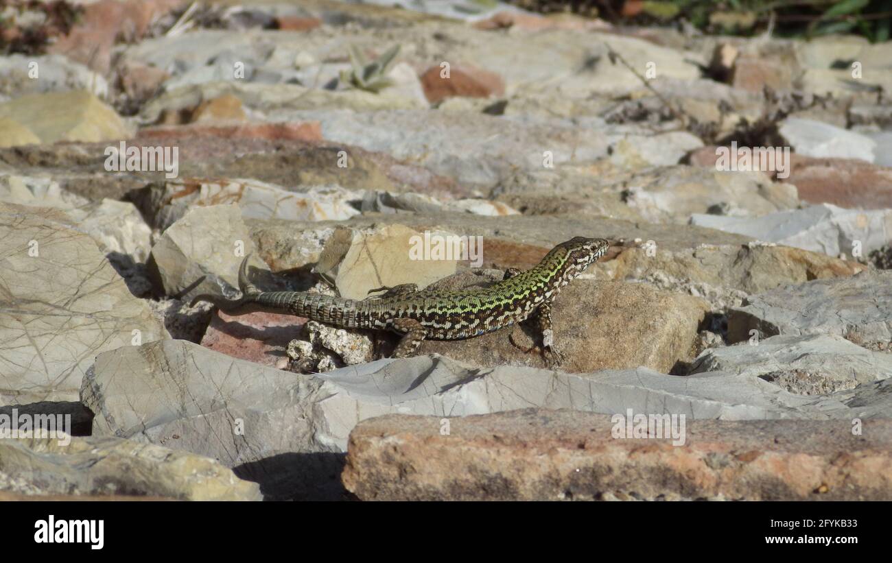An italian wall lizard crawling on a rock wall Stock Photo - Alamy