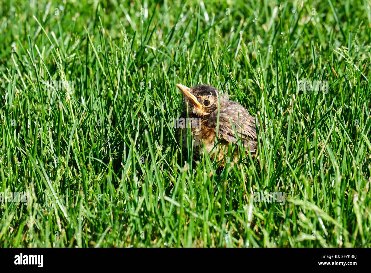 Baby american robin hi-res stock photography and images - Alamy