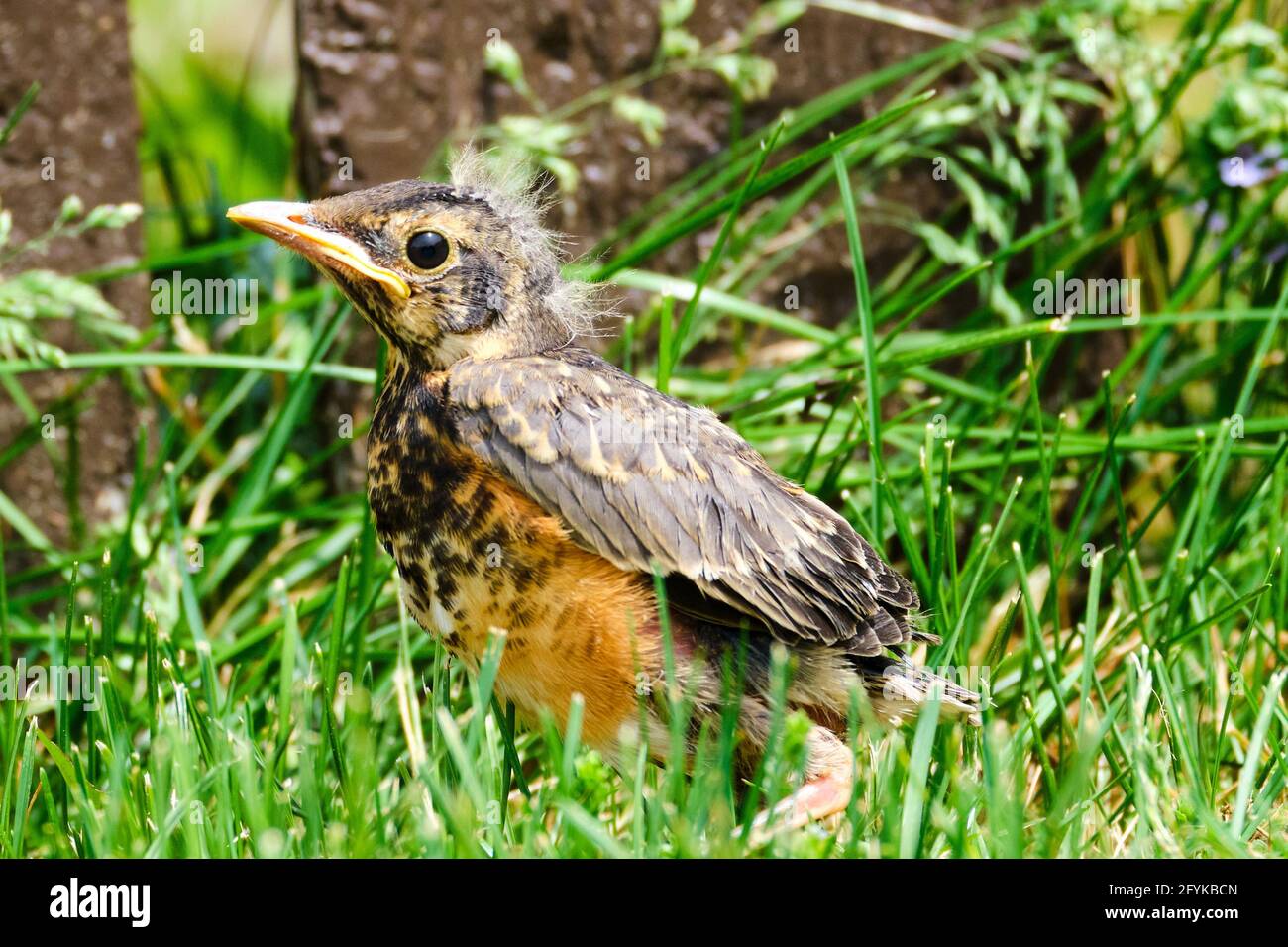 Baby American Robin
