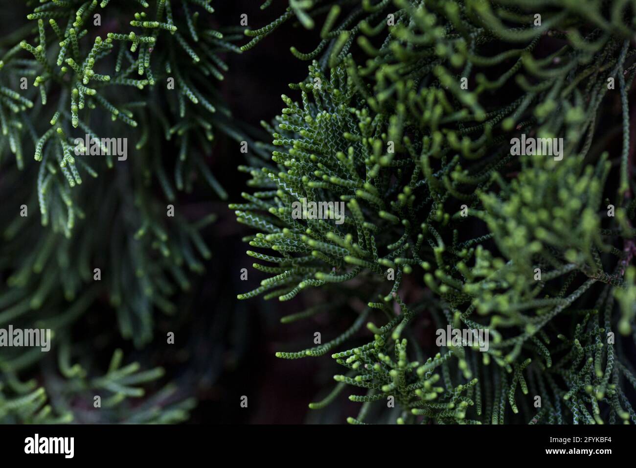 Closeup shot of green spruce of Vietnamese golden cypress Stock Photo ...