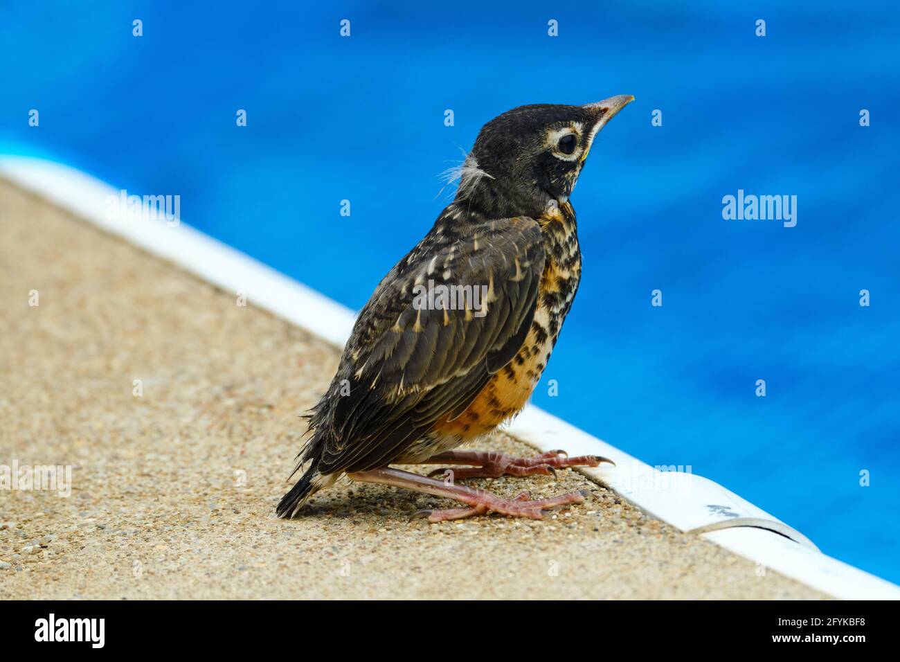Immature Robin High Resolution Stock Photography and Images - Alamy