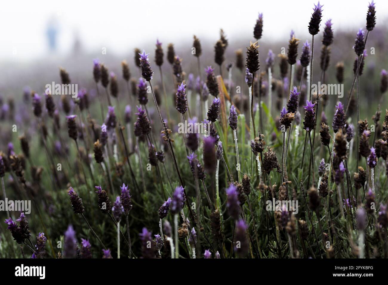 Closeup shot of violet lavender flowers growing on a hill Stock Photo ...