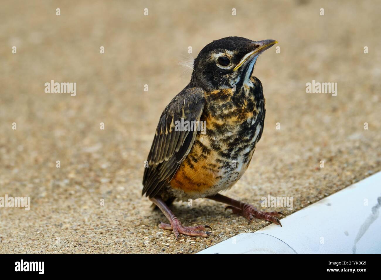 Juvenile american robin hi-res stock photography and images - Alamy