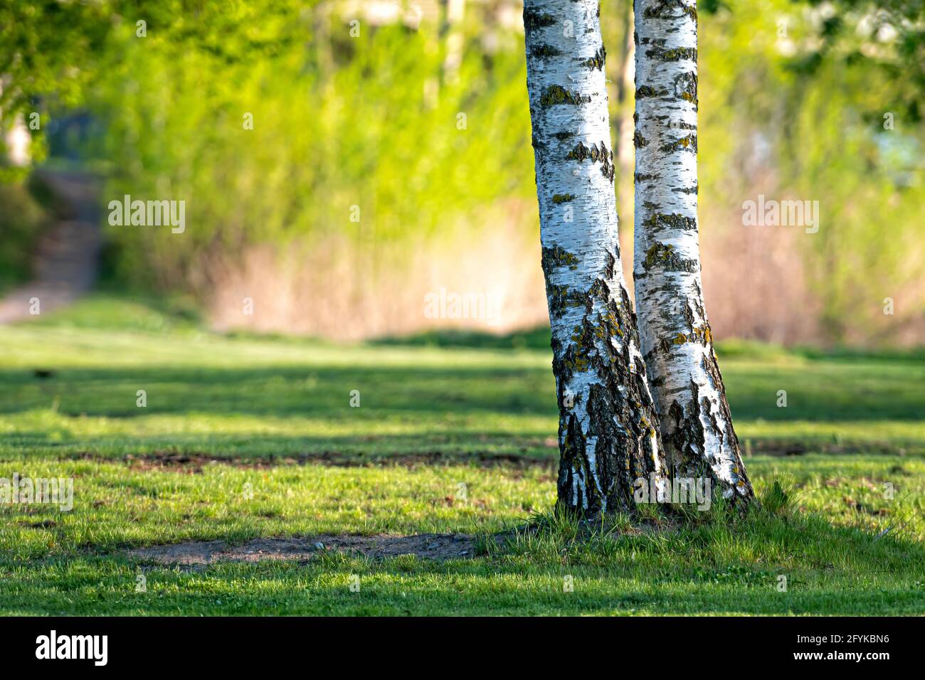 River Birch High Resolution Stock Photography and Images - Alamy