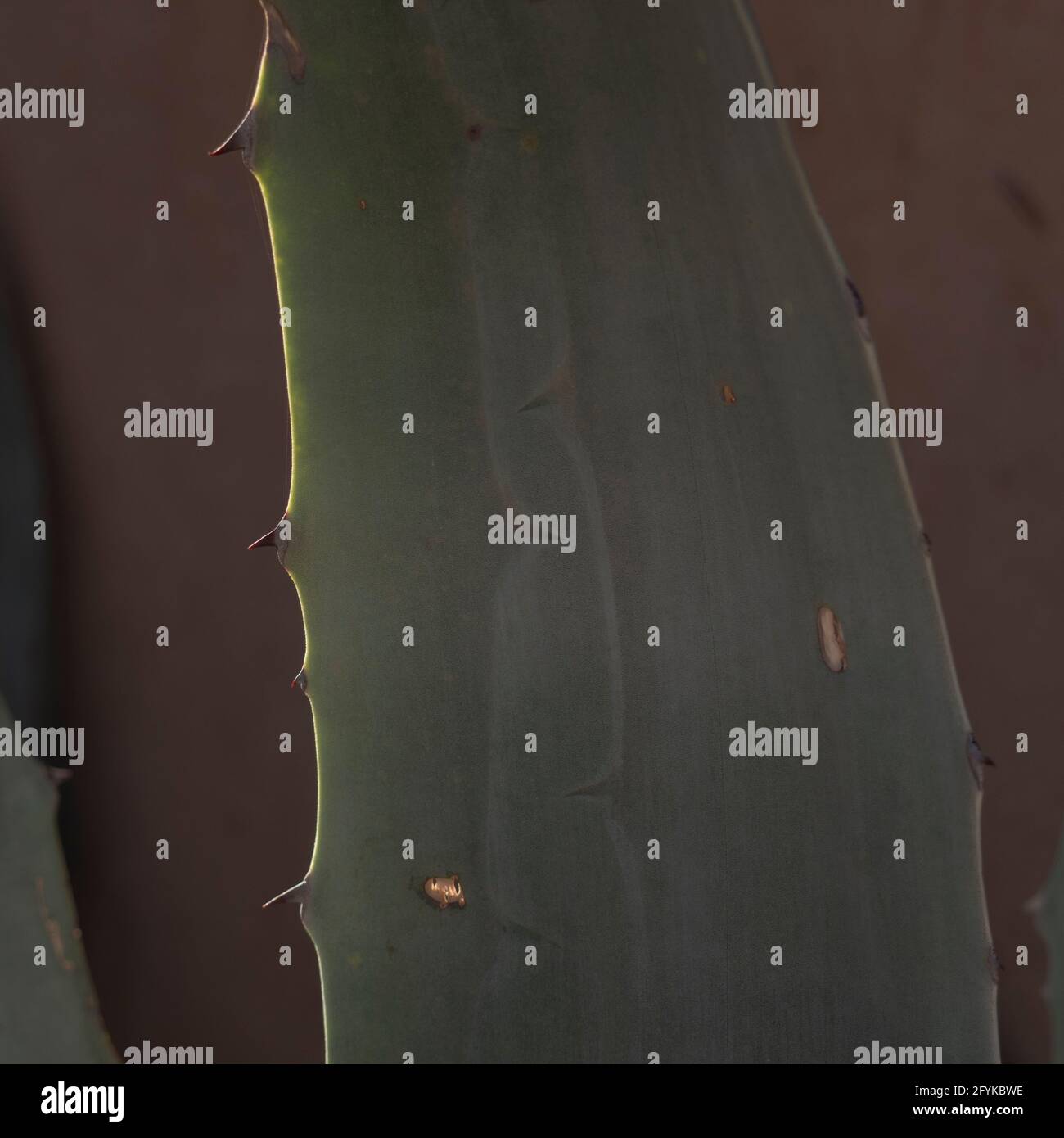 Rijad hi-res stock photography and images - Alamy