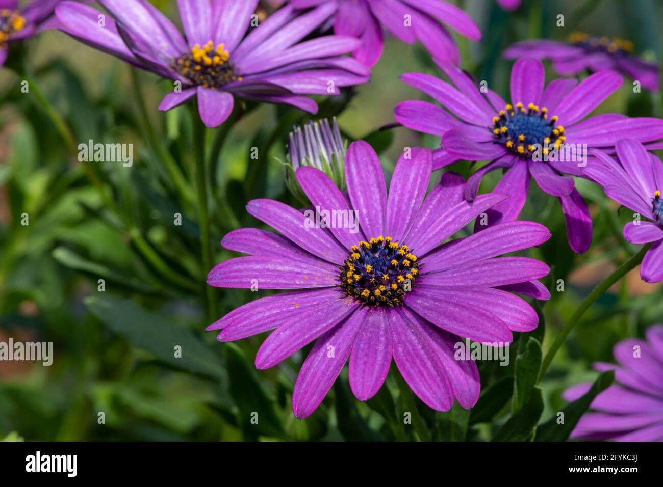 Close up of an African daisy (osteospermum) flower in bloom Stock Photo ...