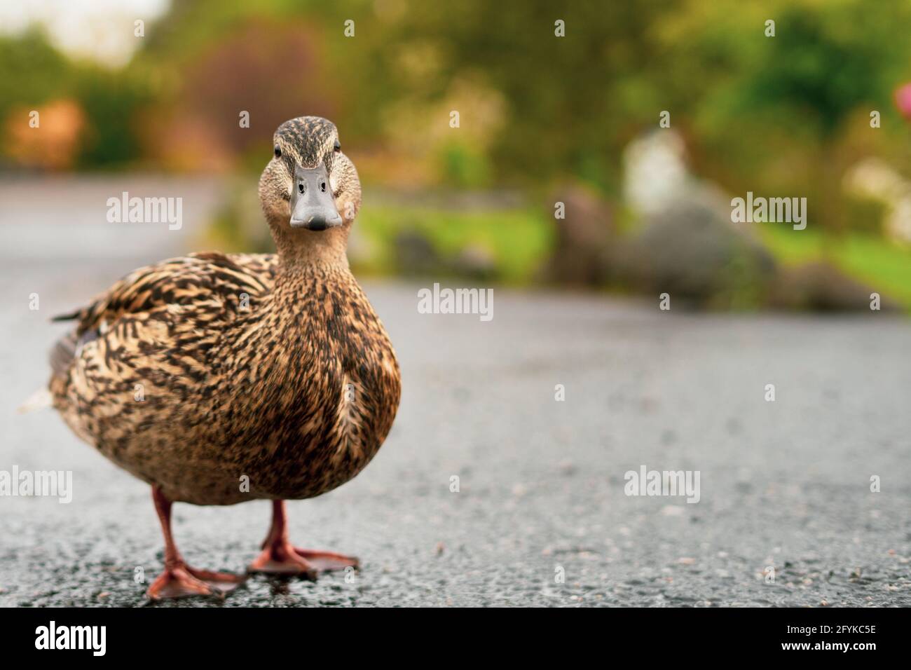 Mallard duck looking at the camera with copy space Stock Photo - Alamy