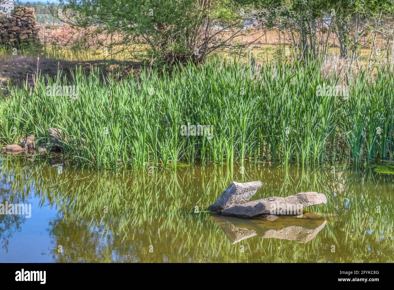 Smooth Pond with grass and rocks reflection Stock Photo - Alamy