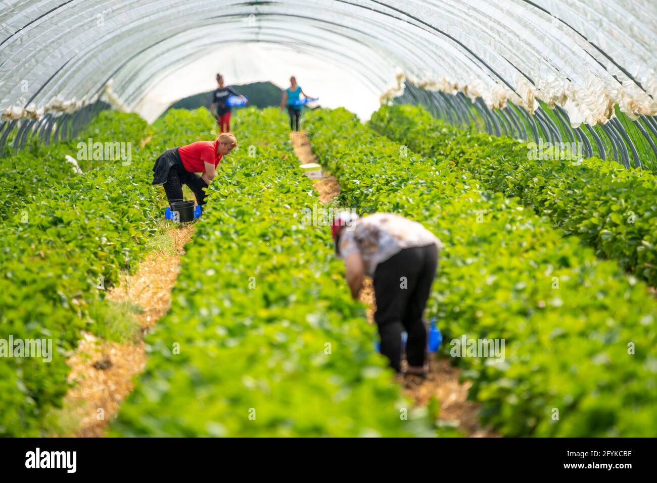 Harvesting strawberries, harvest helper, strawberry growing in the open ...