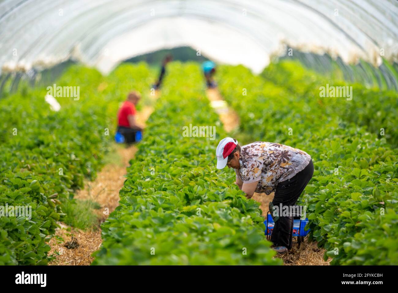Harvesting strawberries, harvest helper, strawberry growing in the open ...