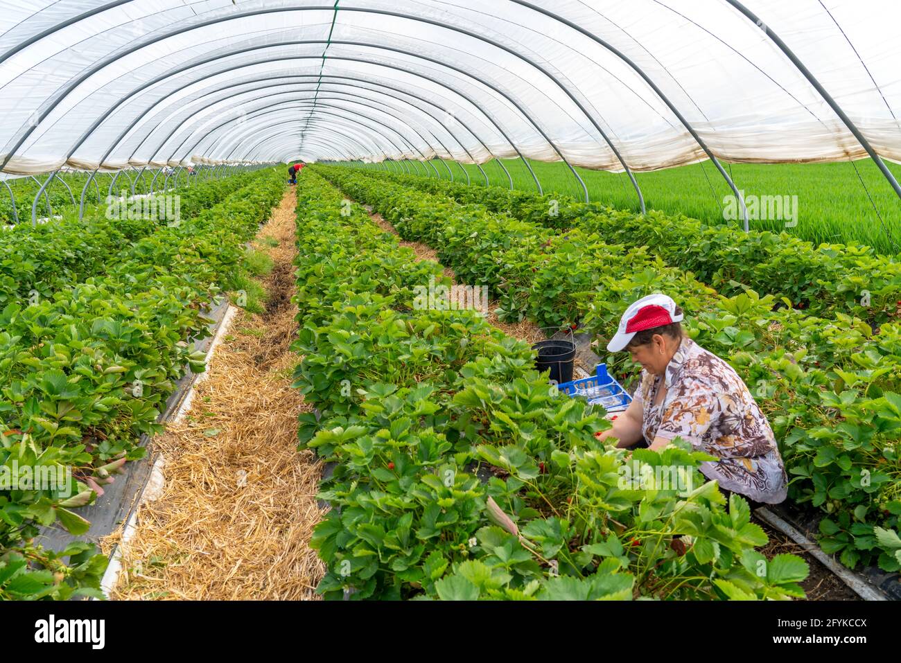Harvesting strawberries, harvest helper, strawberry growing in the open ...