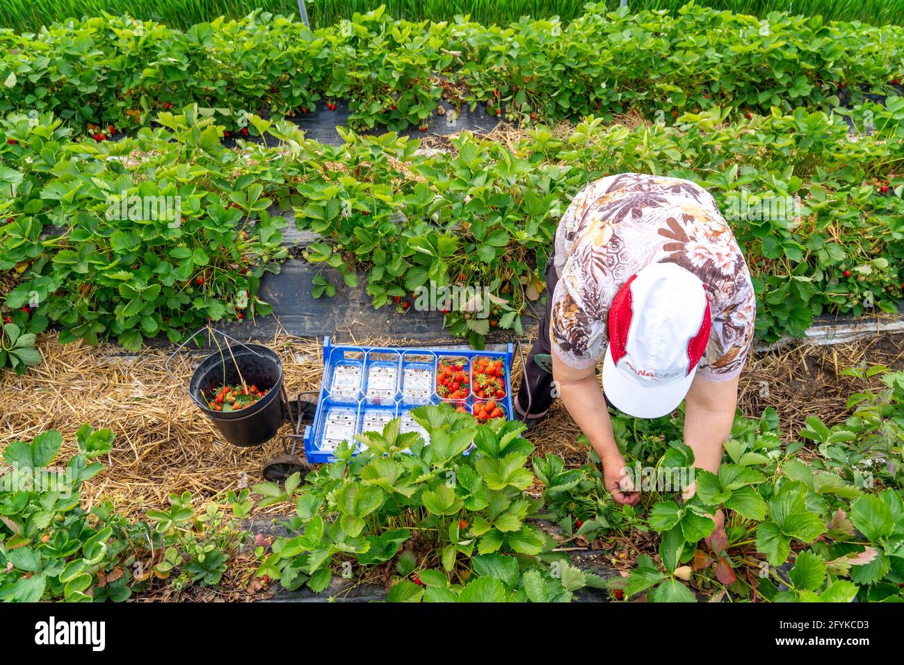 Harvesting strawberries, harvest helper, strawberry growing in the open ...