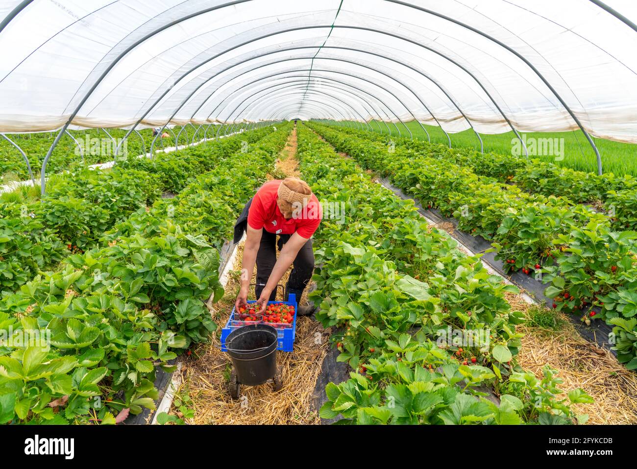 Harvesting strawberries, harvest helper, strawberry growing in the open ...