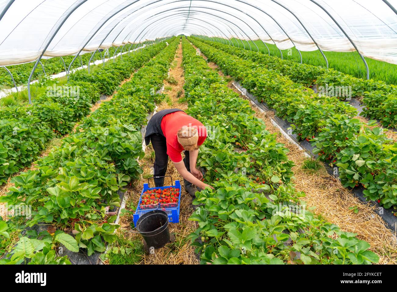 Harvesting strawberries, harvest helper, strawberry growing in the open ...