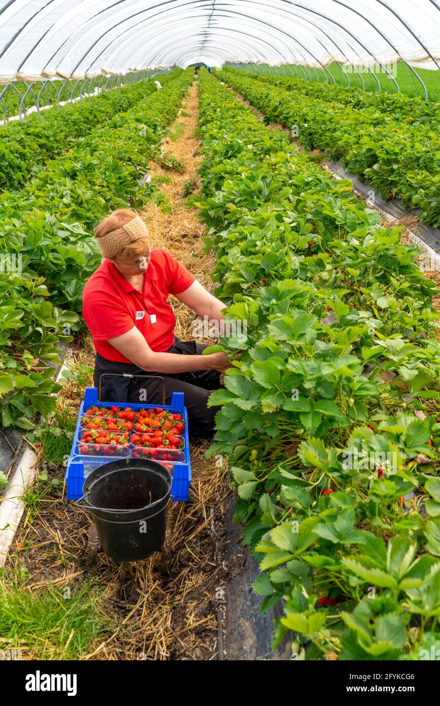 Harvesting strawberries, harvest helper, strawberry growing in the open ...