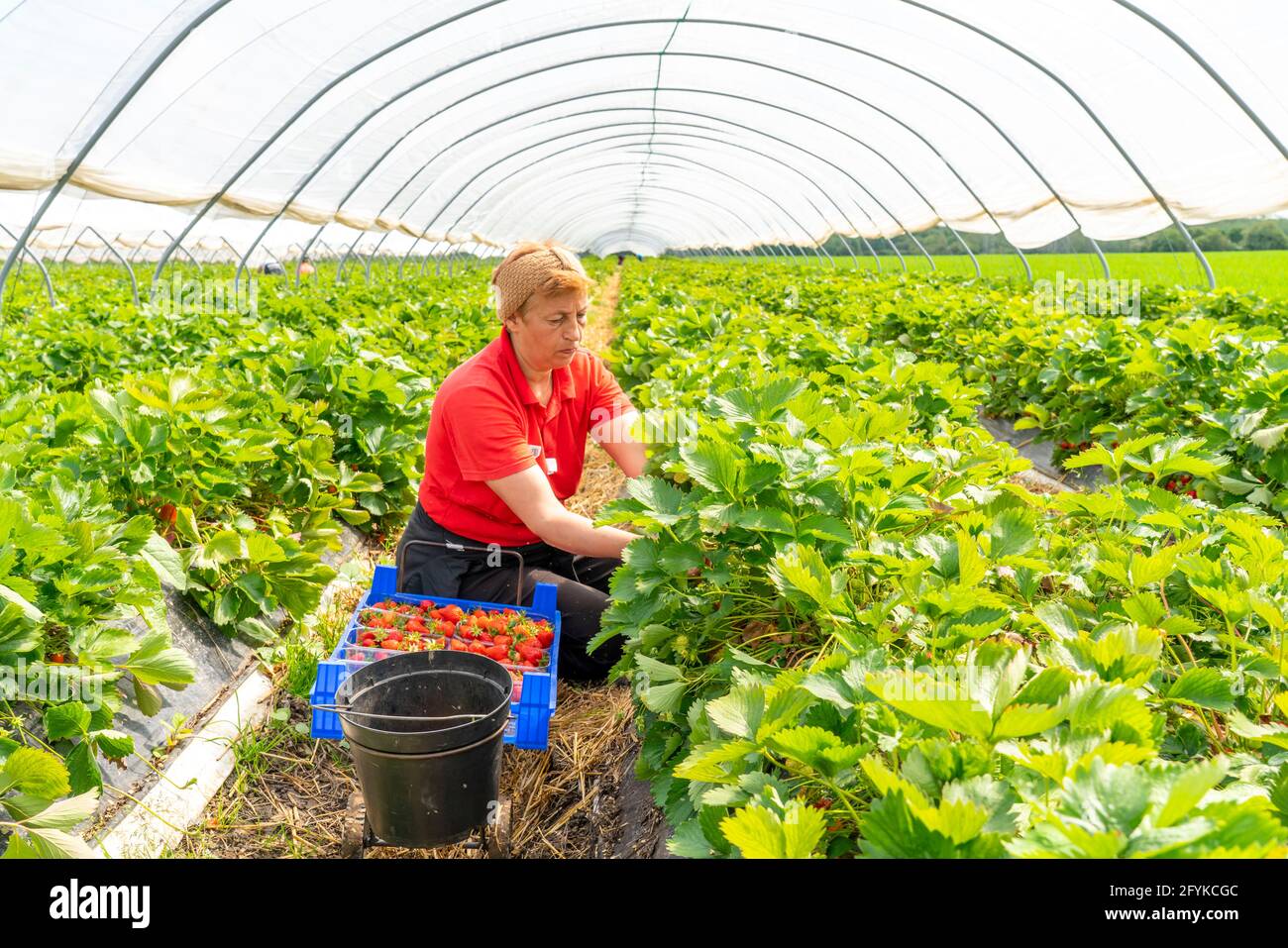 Harvesting strawberries, harvest helper, strawberry growing in the open ...