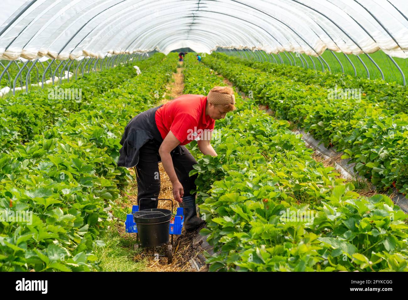 Harvesting strawberries, harvest helper, strawberry growing in the open ...
