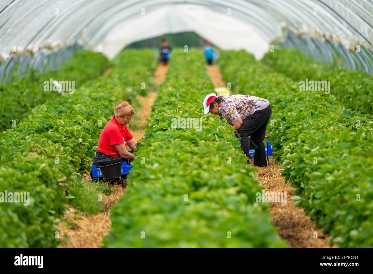 Harvesting strawberries, harvest helper, strawberry growing in the open ...