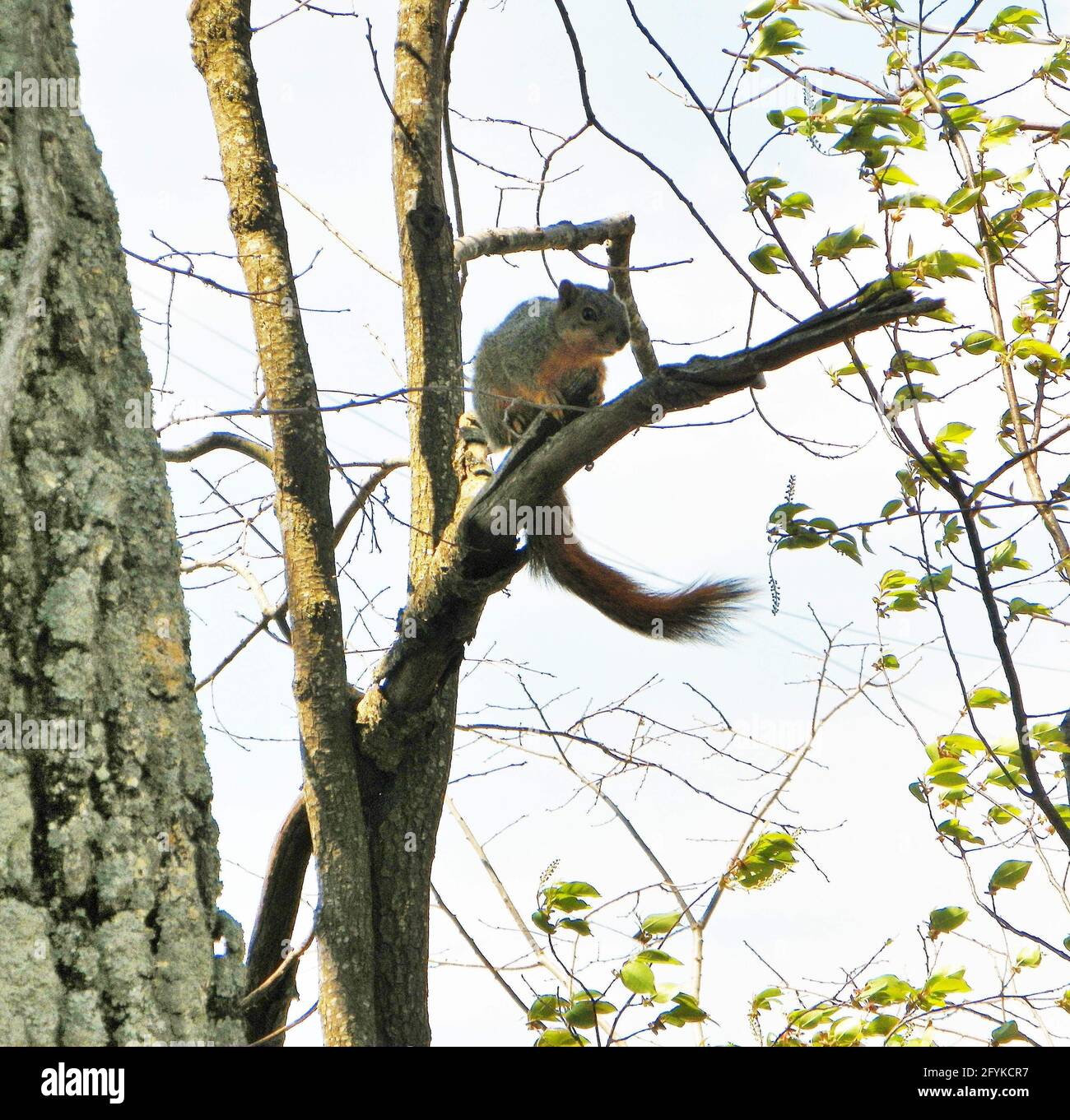 Long tails hi-res stock photography and images - Alamy