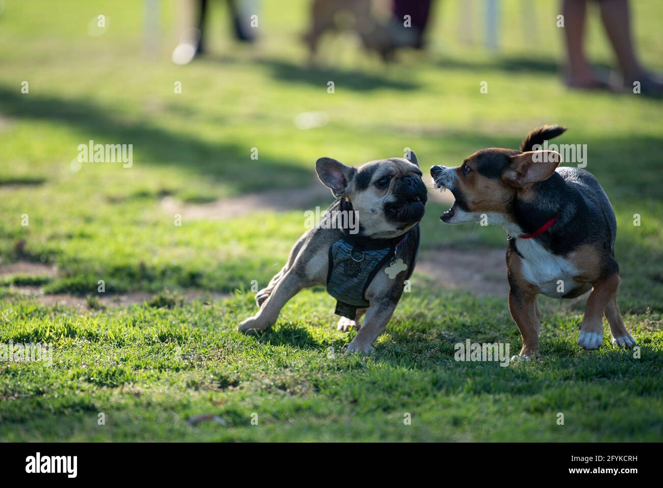 Two dogs having fun hi-res stock photography and images - Alamy