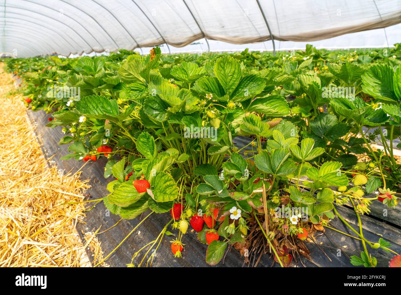 Harvest of strawberries, strawberry cultivation in the open, under a ...