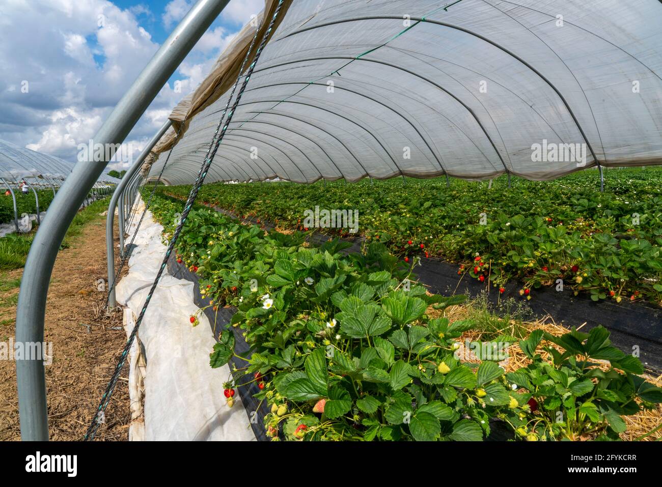 Harvest of strawberries, strawberry cultivation in the open, under a ...