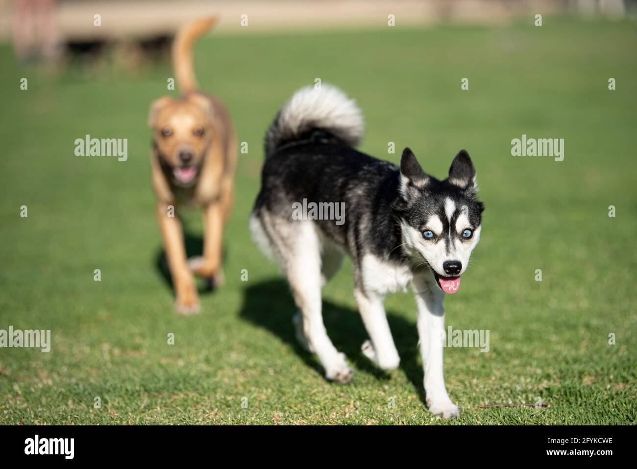 Two dogs playing in a dog park at a dog hi-res stock photography and ...