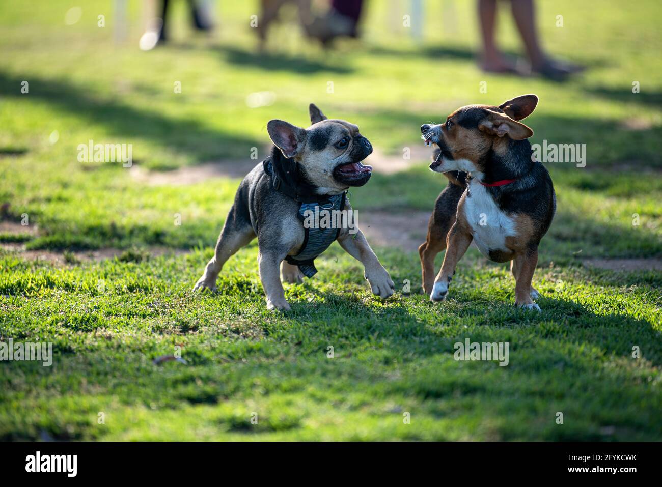 Two dogs playing in a dog park at a dog hi-res stock photography and ...
