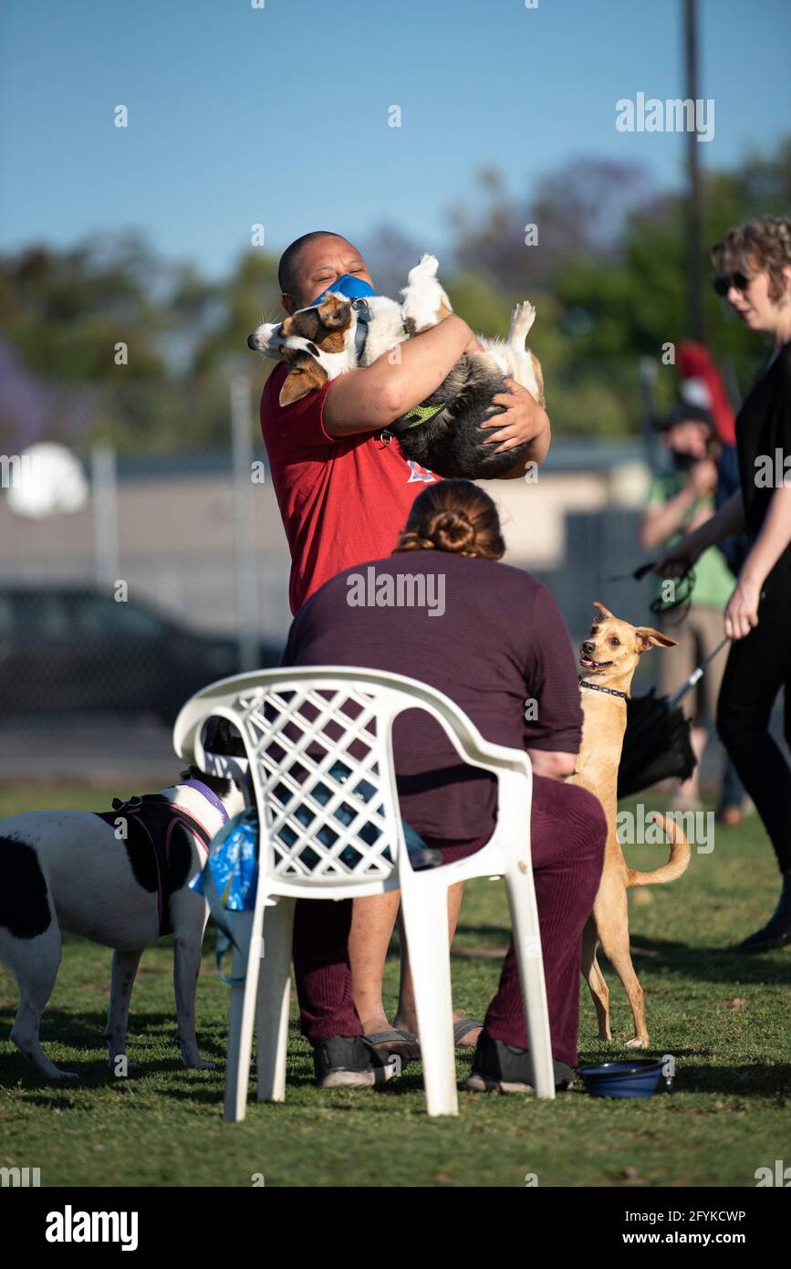 A group of dog owners at a dog park, playing with their dogs Stock ...